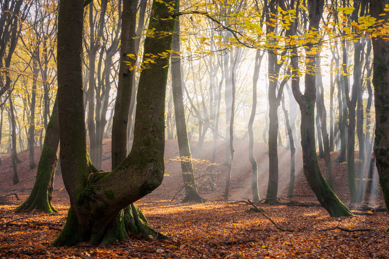 Photos of One Forest in All Seasons | PetaPixel