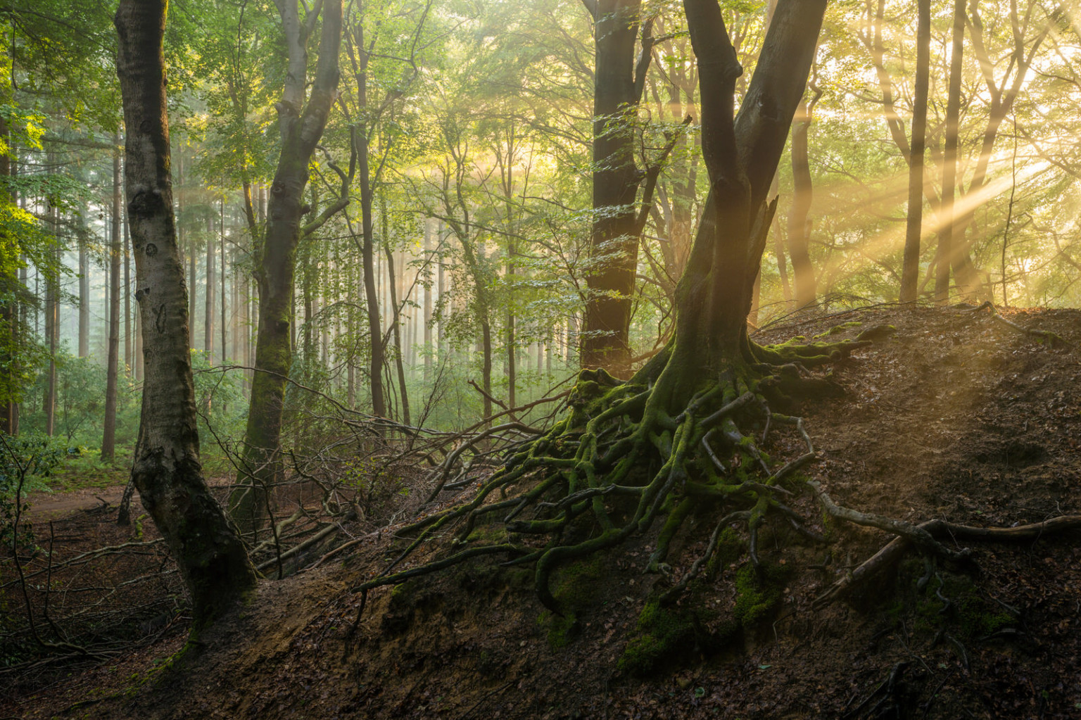 Photos of One Forest in All Seasons | PetaPixel