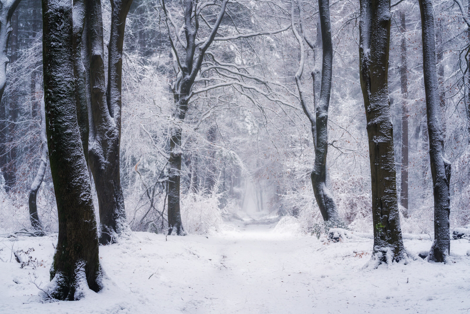 Photos of One Forest in All Seasons | PetaPixel