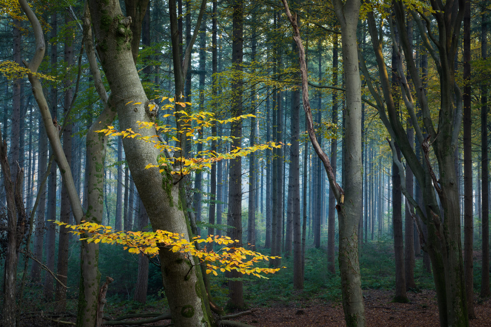 Photos of One Forest in All Seasons | PetaPixel