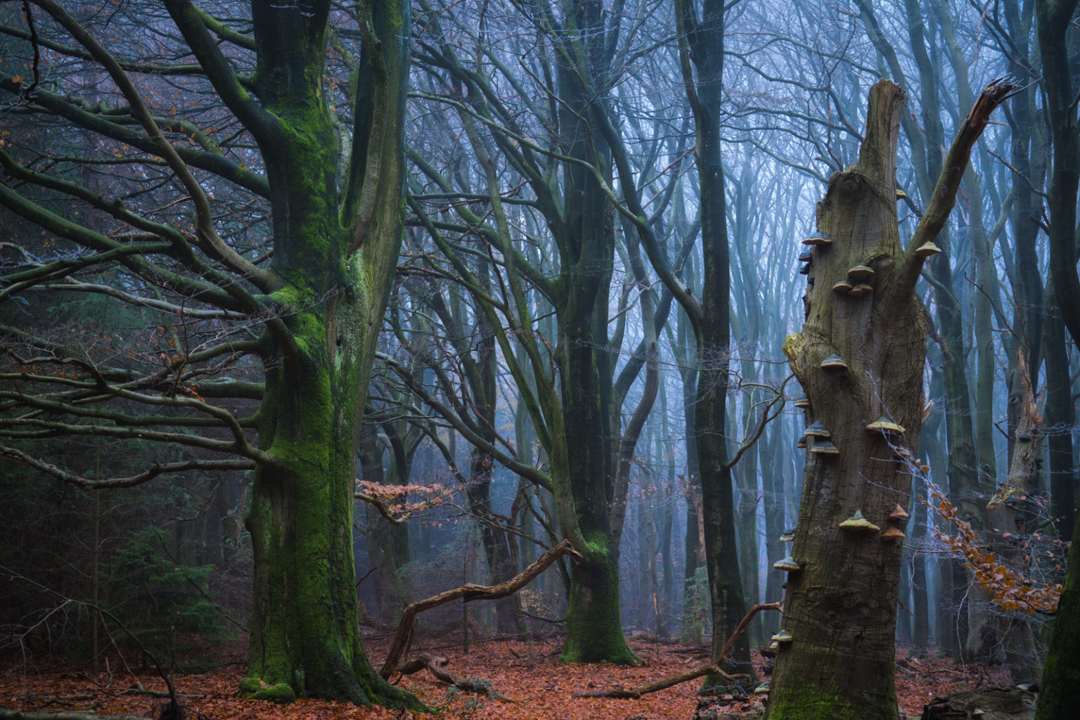 Photos of One Forest in All Seasons | PetaPixel