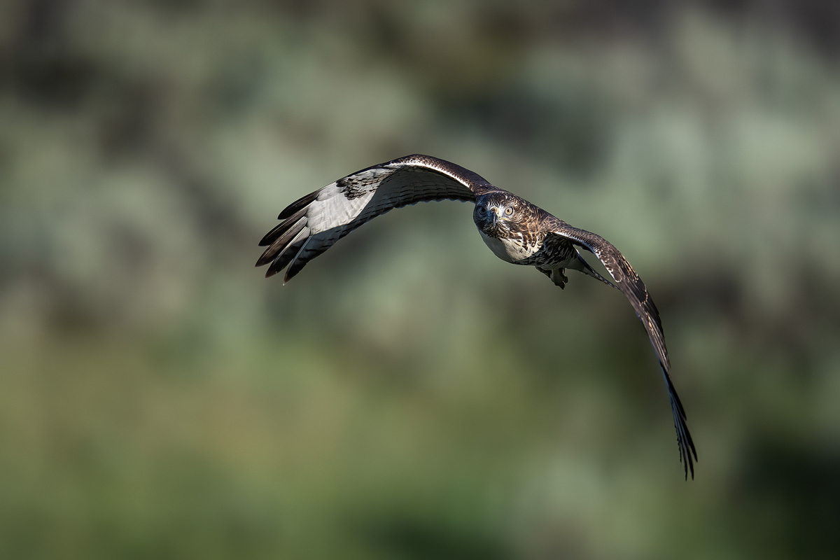 Nikon D6 Wildlife Photography Review | PetaPixel