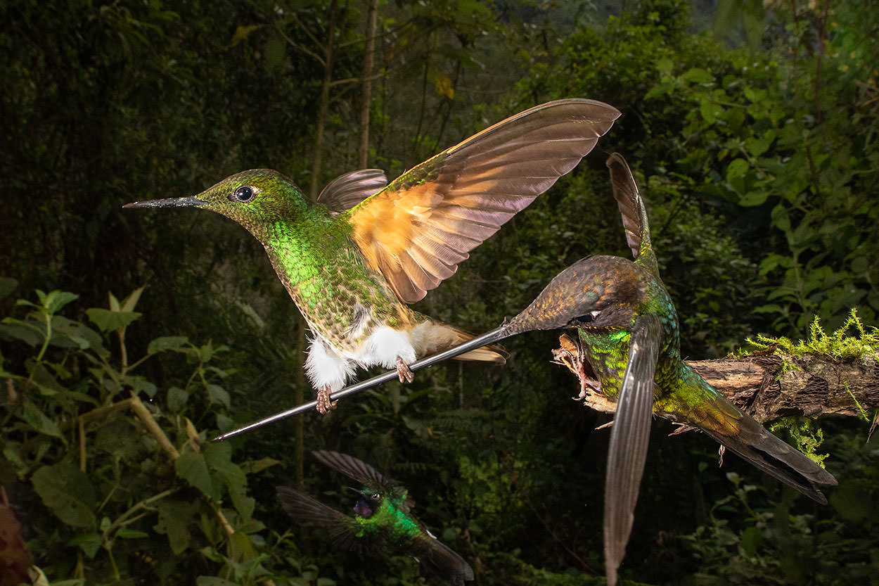 Winning Photos from the 2020 Bird Photographer of the Year Contest ...