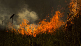 Winning Photos from the 2020 Bird Photographer of the Year Contest ...