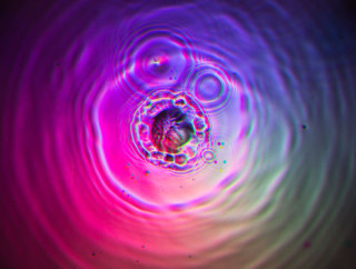 How to Do Water Ripple Tank Shadow Photography | PetaPixel