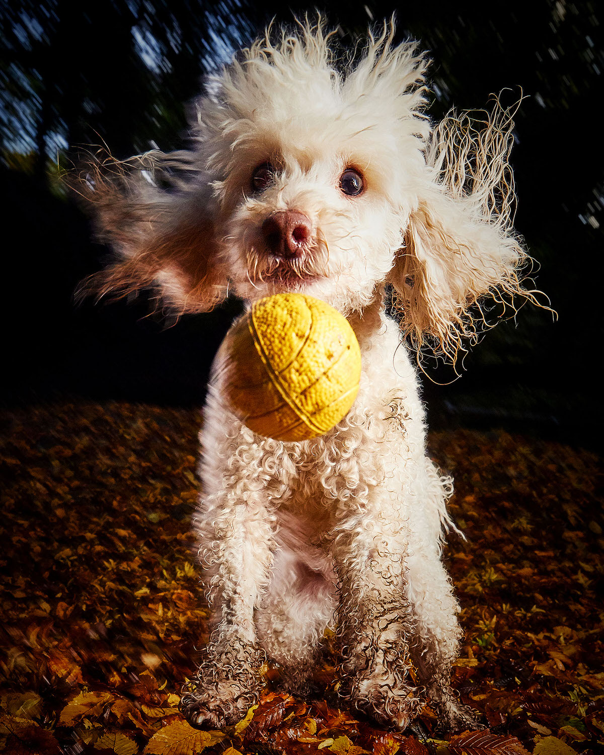 14 Funny Finalists from the 2020 Comedy Pet Photo Awards | PetaPixel