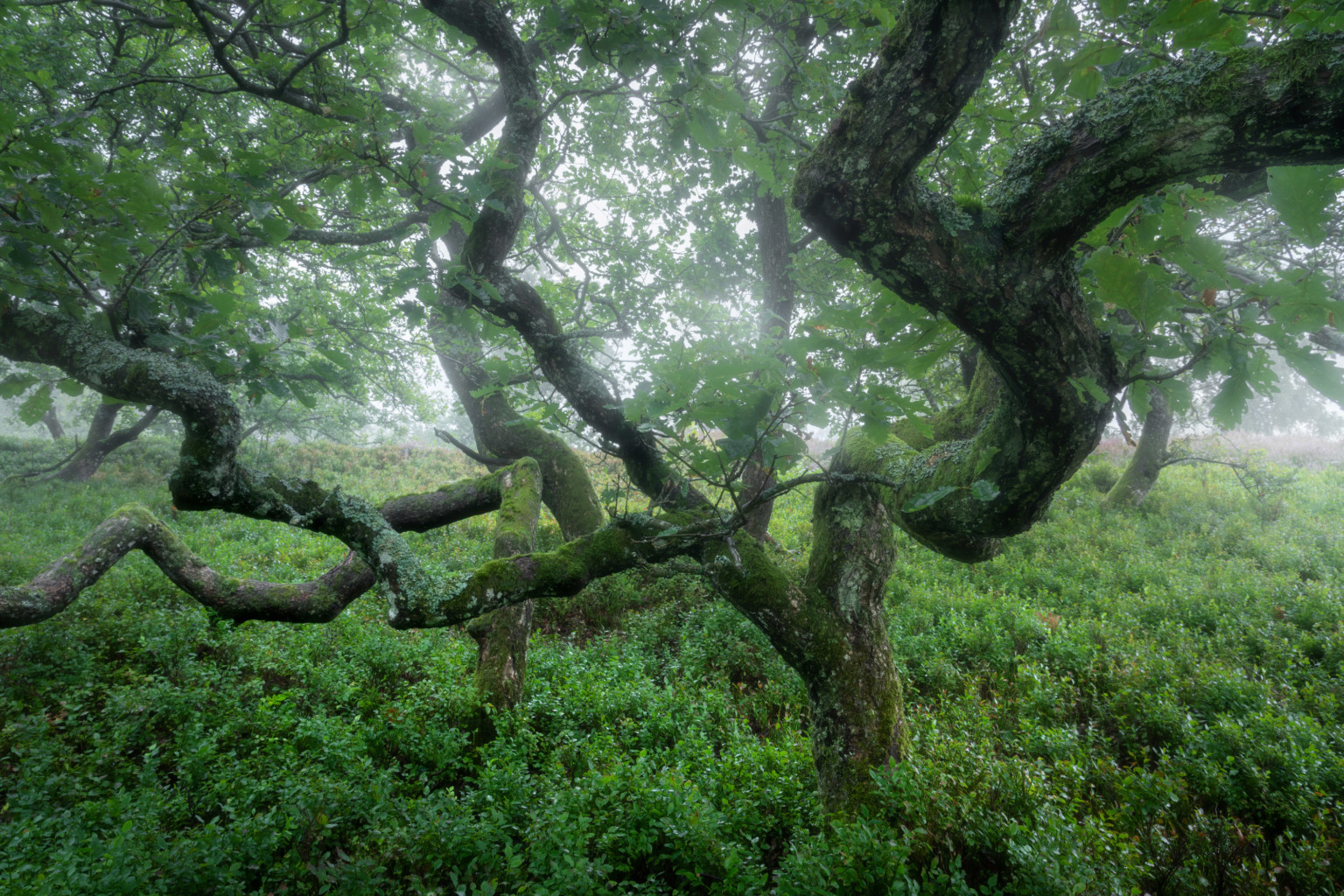 7 Tips for Creating a Sense of Depth in Your Landscape Photos | PetaPixel