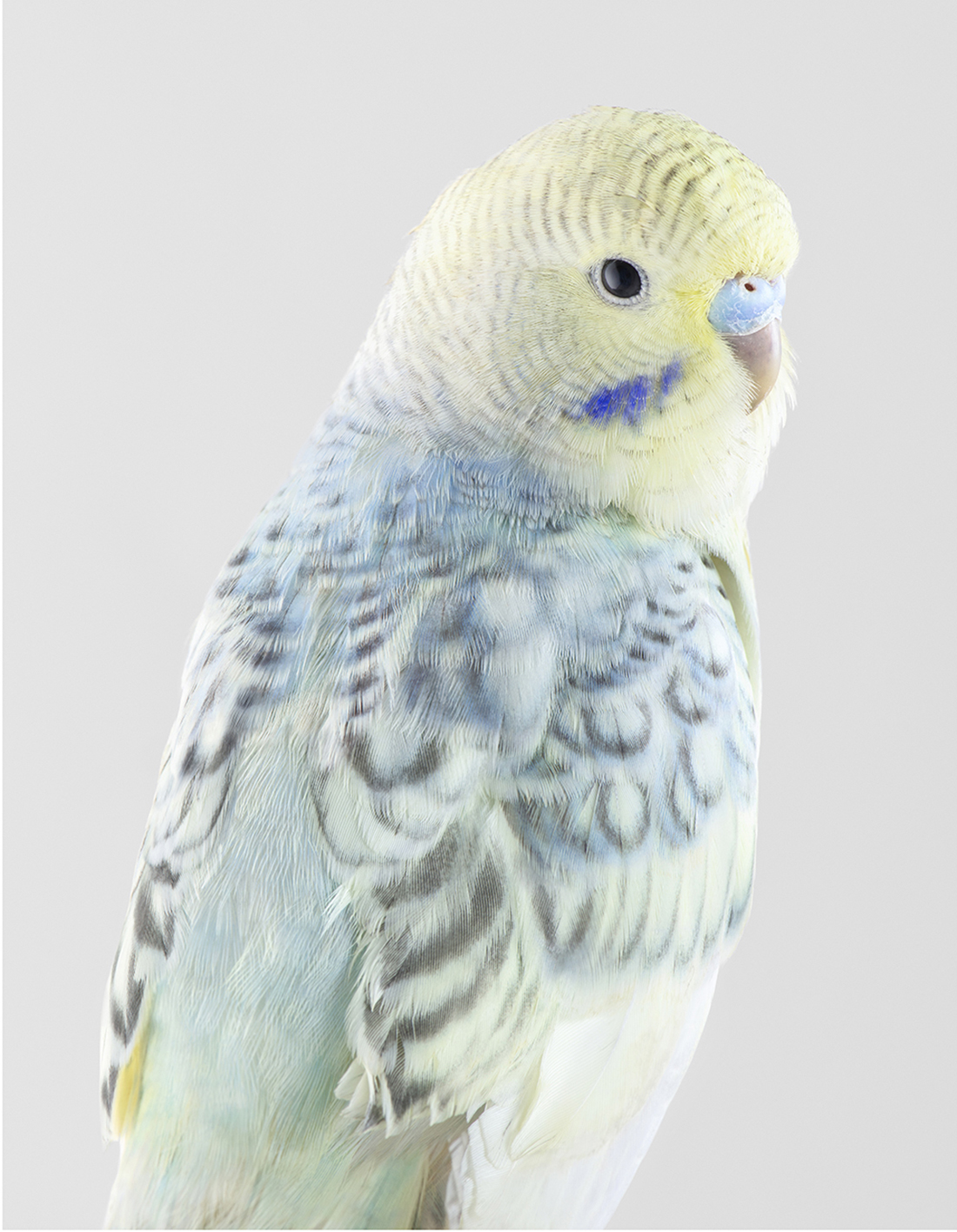 Portraits of Birds Photographed like Humans | PetaPixel
