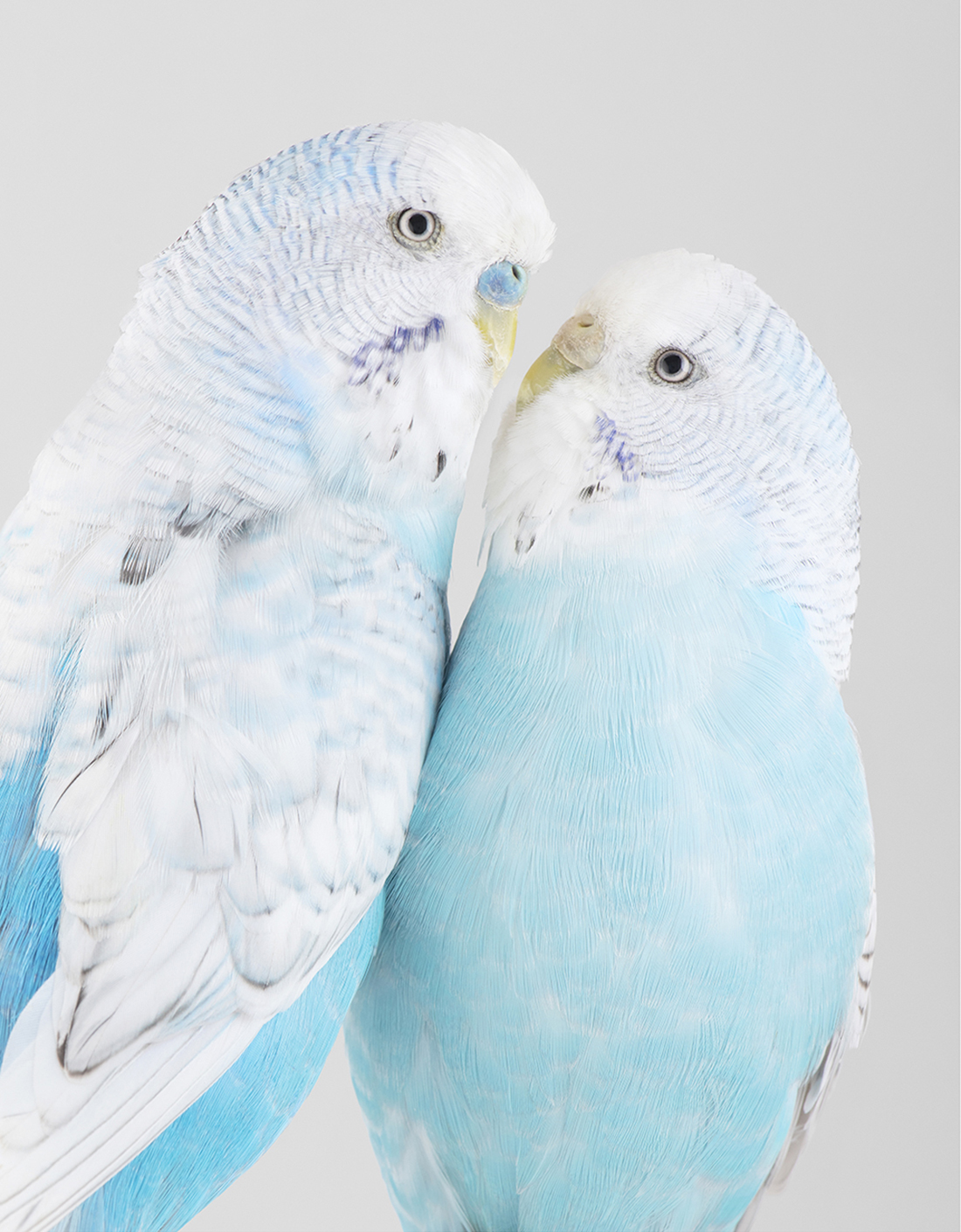 Portraits of Birds Photographed like Humans | PetaPixel