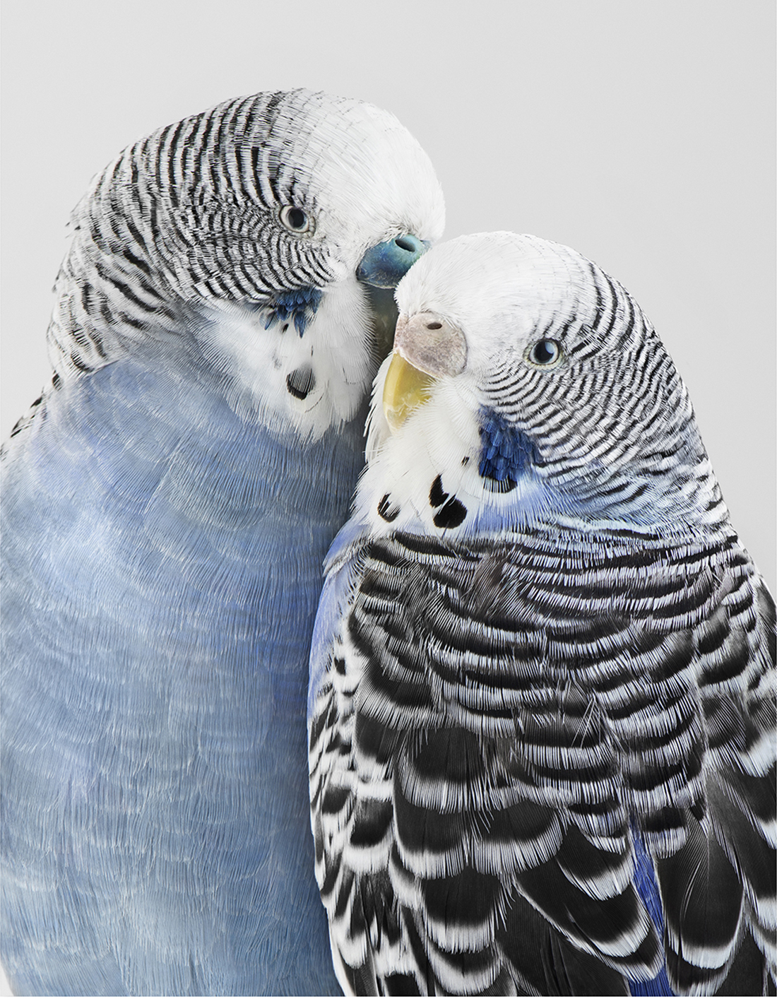 Portraits of Birds Photographed like Humans | PetaPixel