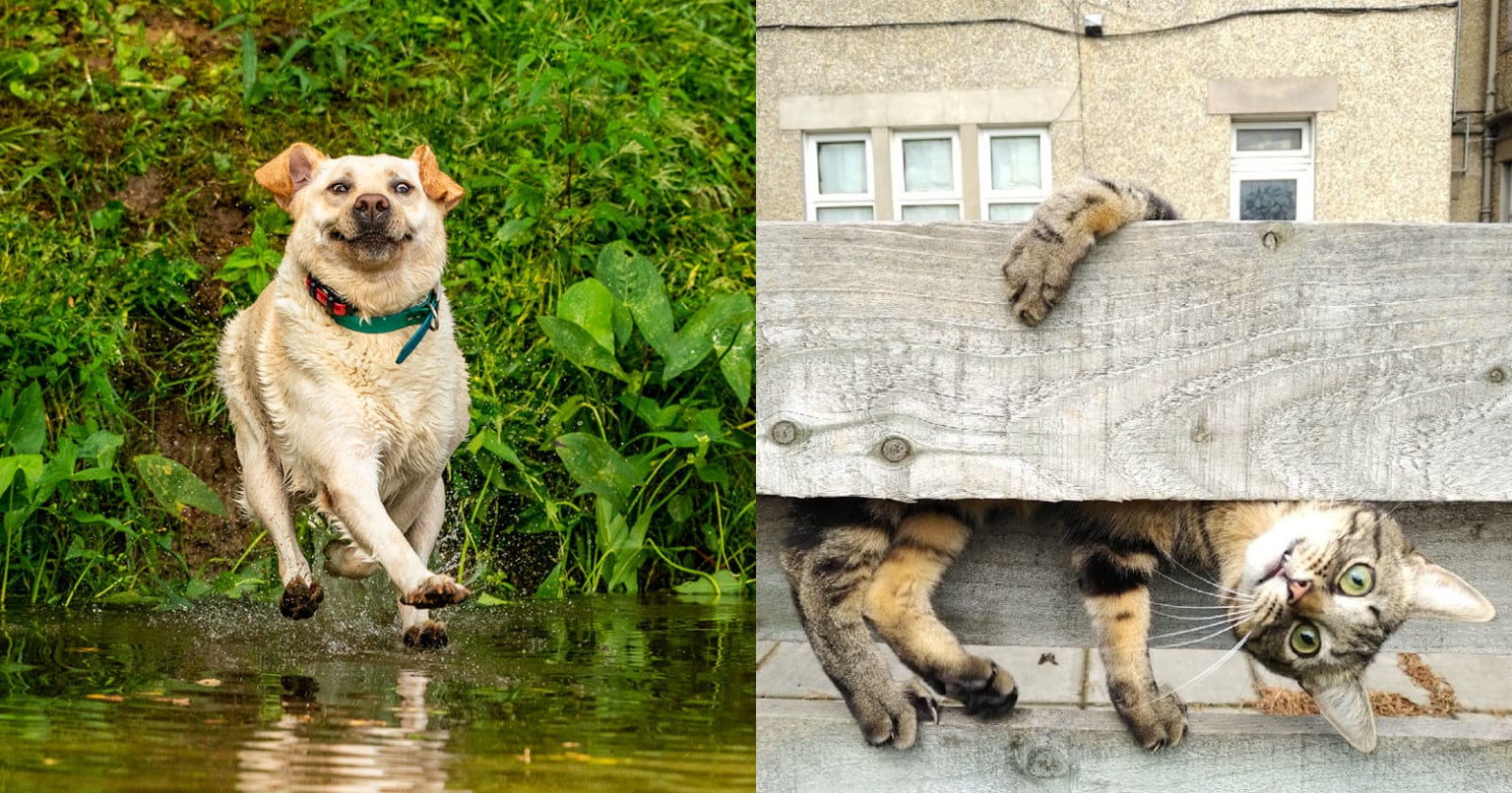 14 Funny Finalists from the 2020 Comedy Pet Photo Awards | PetaPixel
