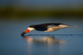 Photographing Birds in the Water from a Custom Floating Hide | PetaPixel