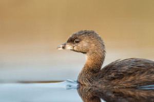 Photographing Birds in the Water from a Custom Floating Hide | PetaPixel