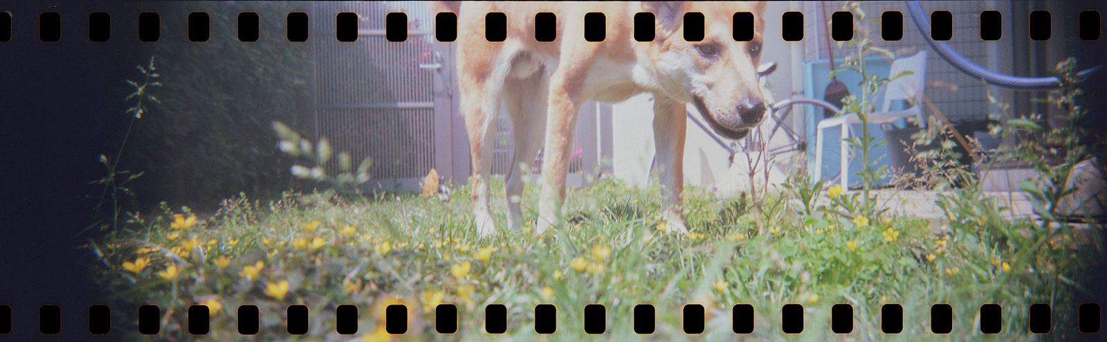 Lomography Unveils Panoramic 35mm Film Camera with Liquid-Filled Lens ...