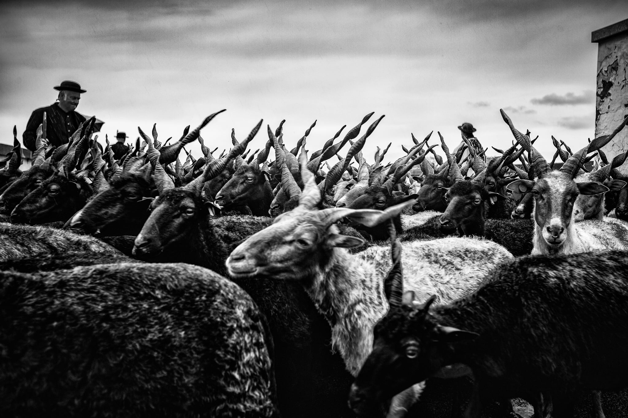 Documenting the Life and Culture of Traditional Shepherds in Hungary ...