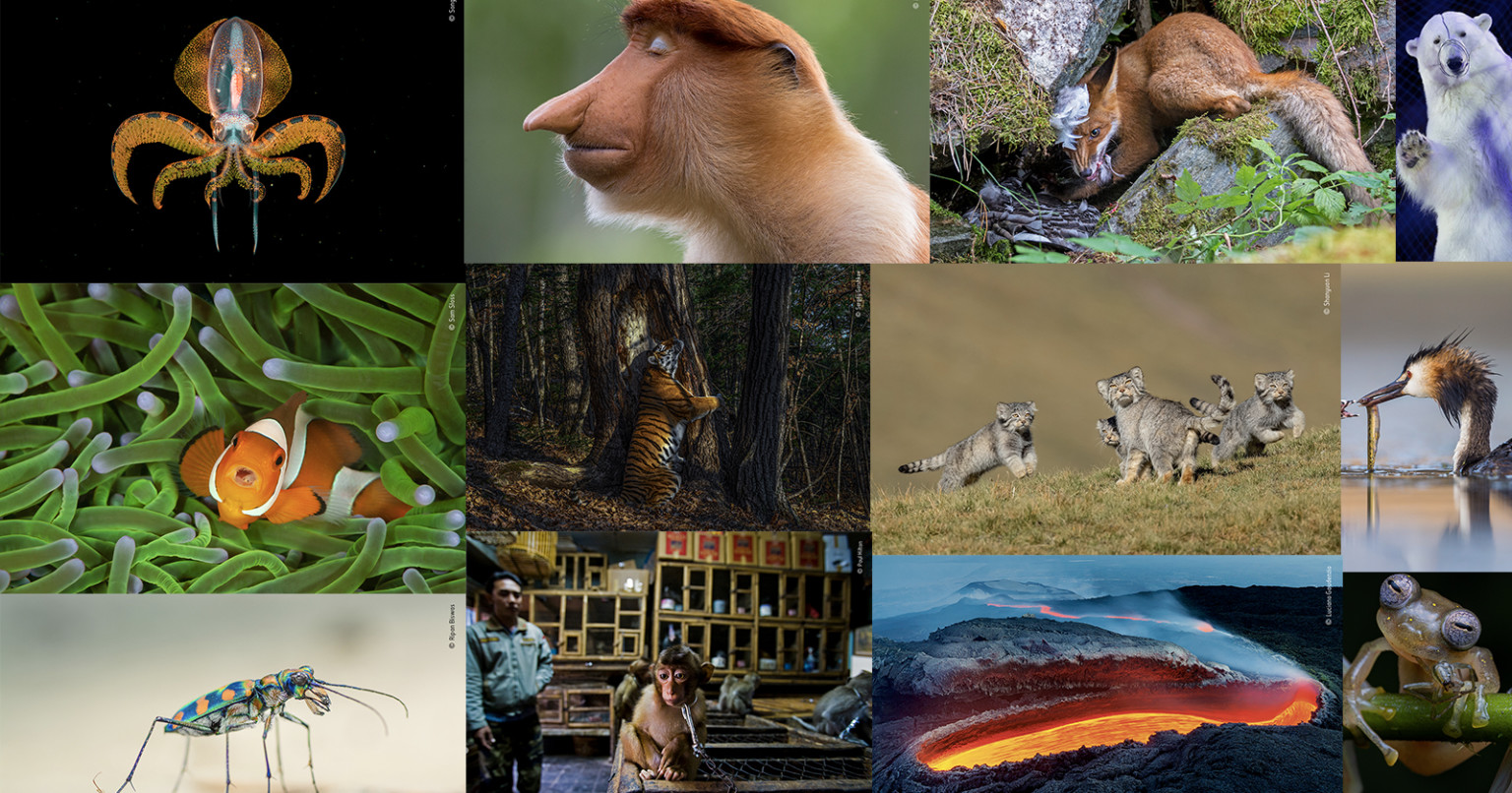 Wildlife Photographer of the Year Awards Highlight Rare Animals | PetaPixel