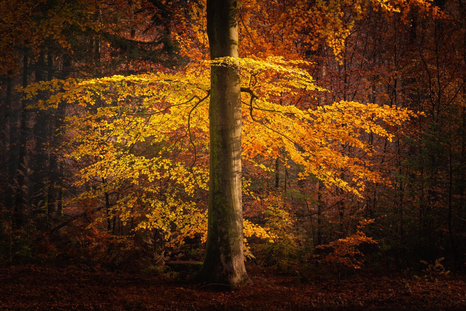 12 Tips for Autumn Photography | PetaPixel