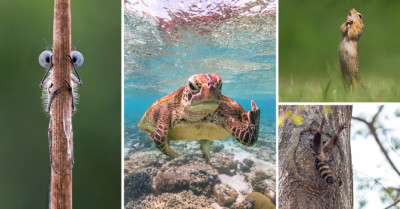 Photo of Turtle 'Flipping the Bird' Wins Comedy Wildlife Photography ...