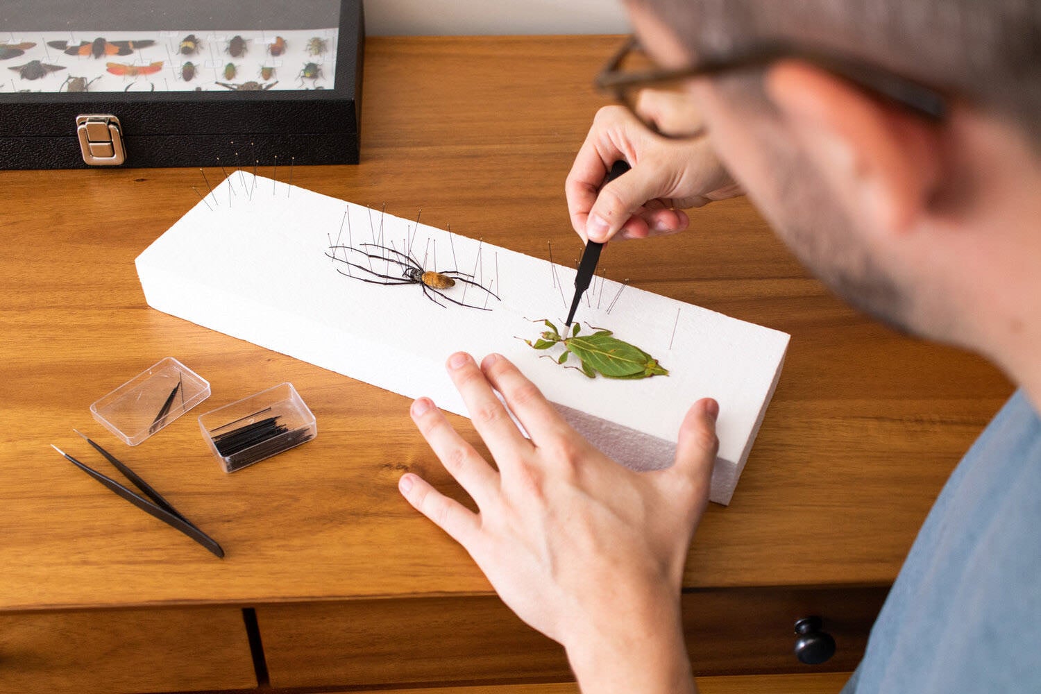 My Process for Creating Insect Portraits with Macro Photography