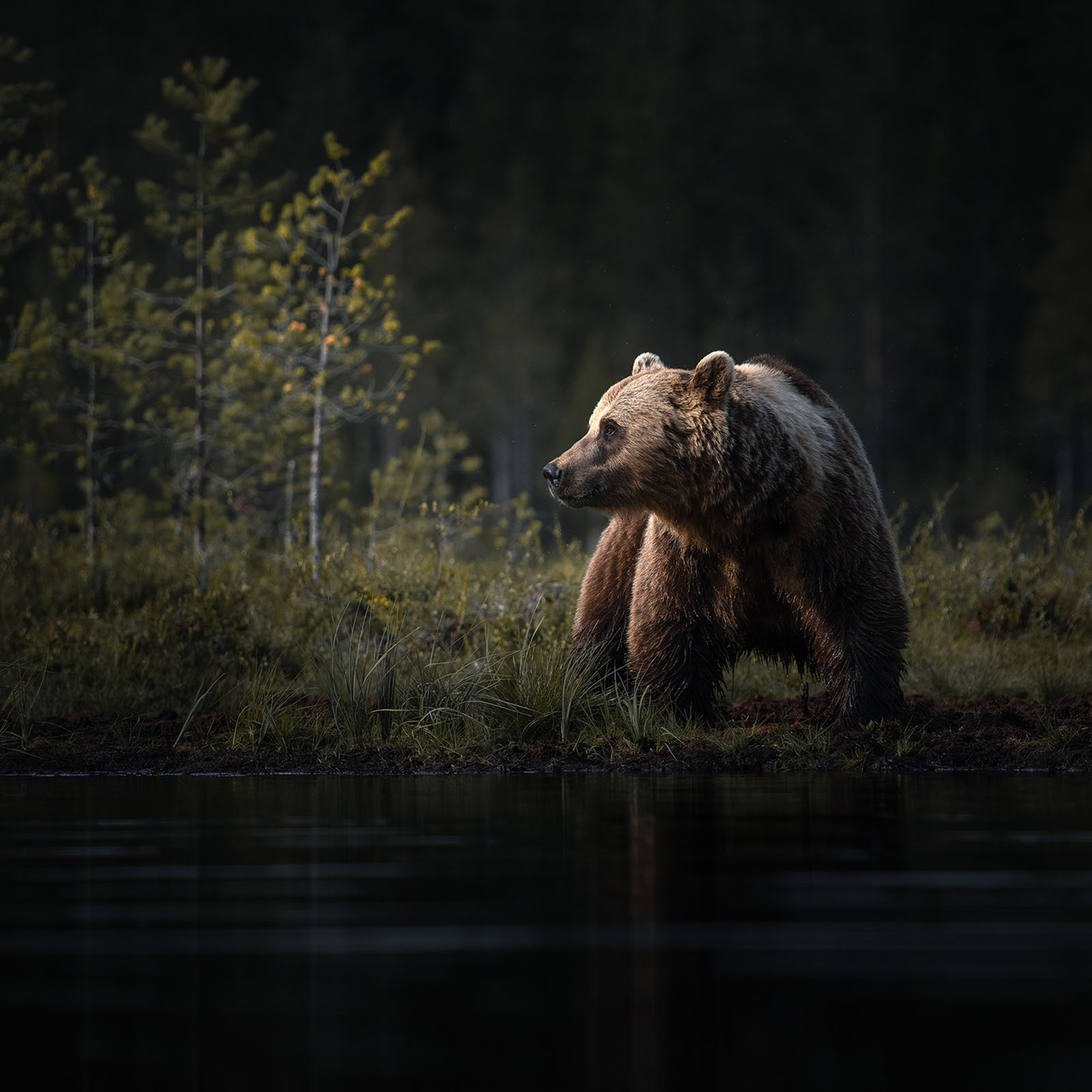 Photographing Bears in Finland | PetaPixel