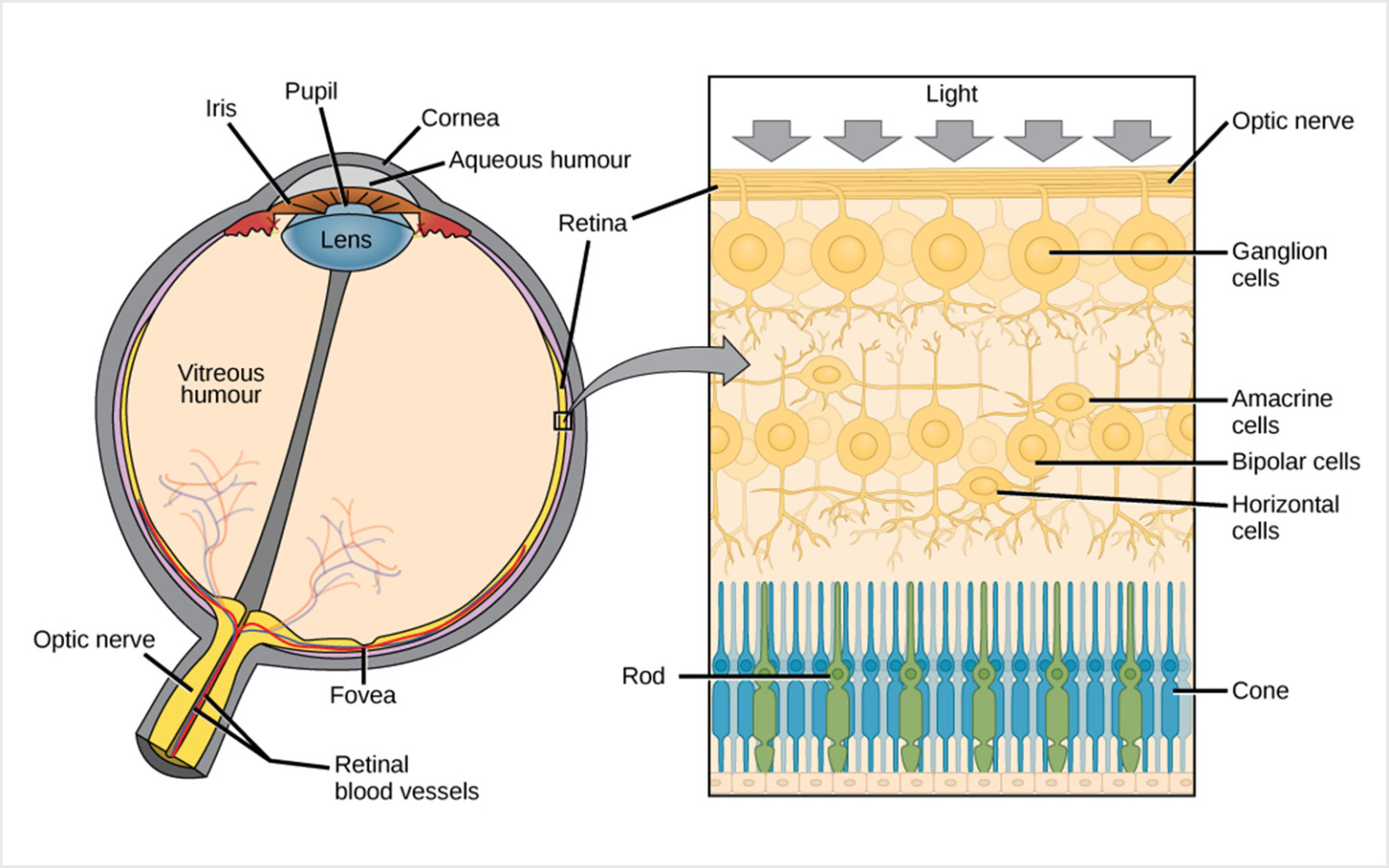 5 Facts About Vision that Will Change the Way You Take Pictures | PetaPixel
