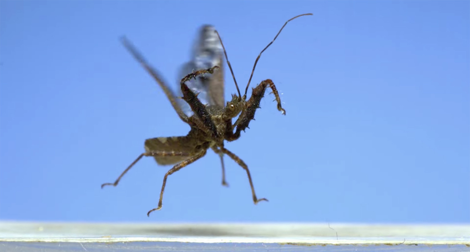 Insects in Flight: Watch 11 Species Take Off In Super Slow Motion ...