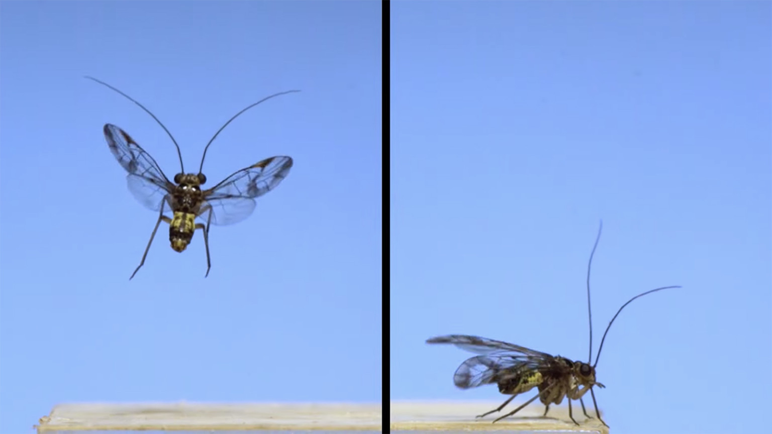Insects in Flight: Watch 11 Species Take Off In Super Slow Motion ...