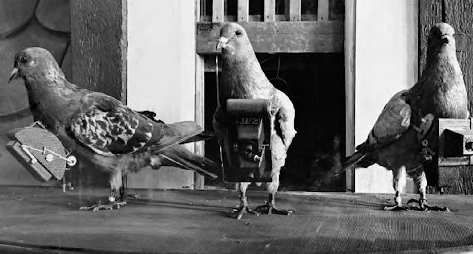 Revealing Cold War Espionage Photo Tech: Spy Pigeons, Concealed Cameras ...