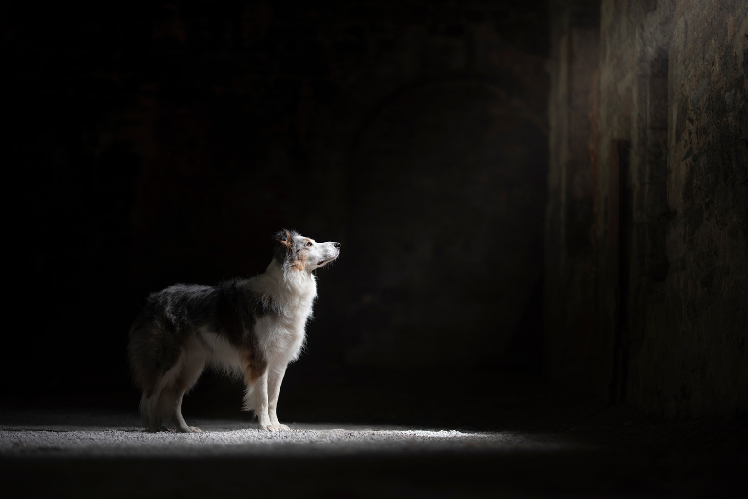 Dog Portrait Photographer Captures Magical Photos of Man's Best Friend ...
