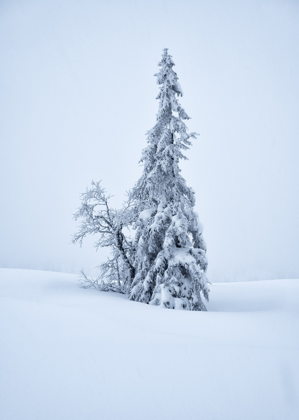 Portraits of Winter: Photographing Trees in Winter Whiteouts | PetaPixel