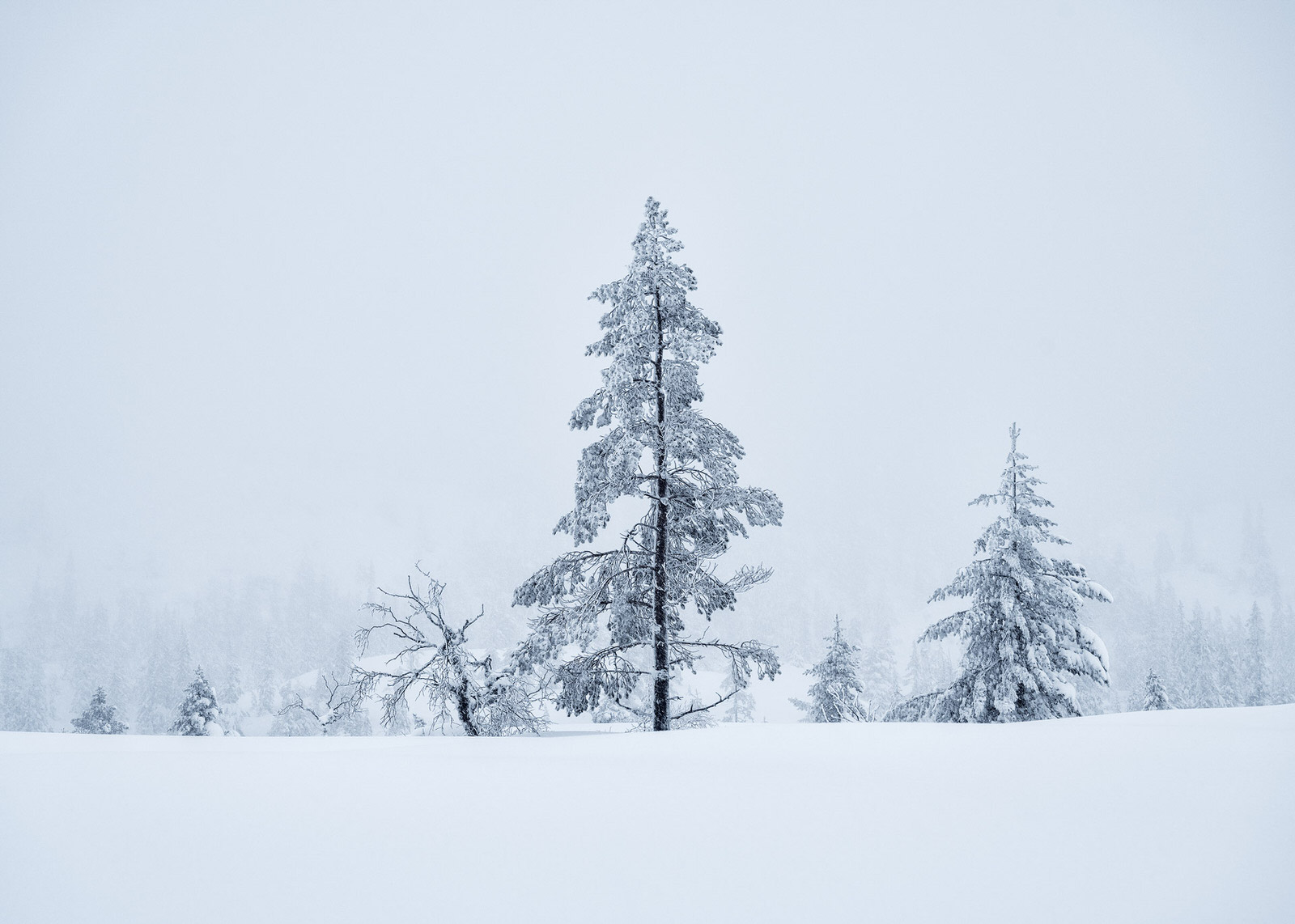 Portraits of Winter: Photographing Trees in Winter Whiteouts | PetaPixel