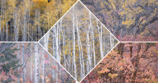 Landscape Photography Tips: How to Best Capture Trees and Forests ...