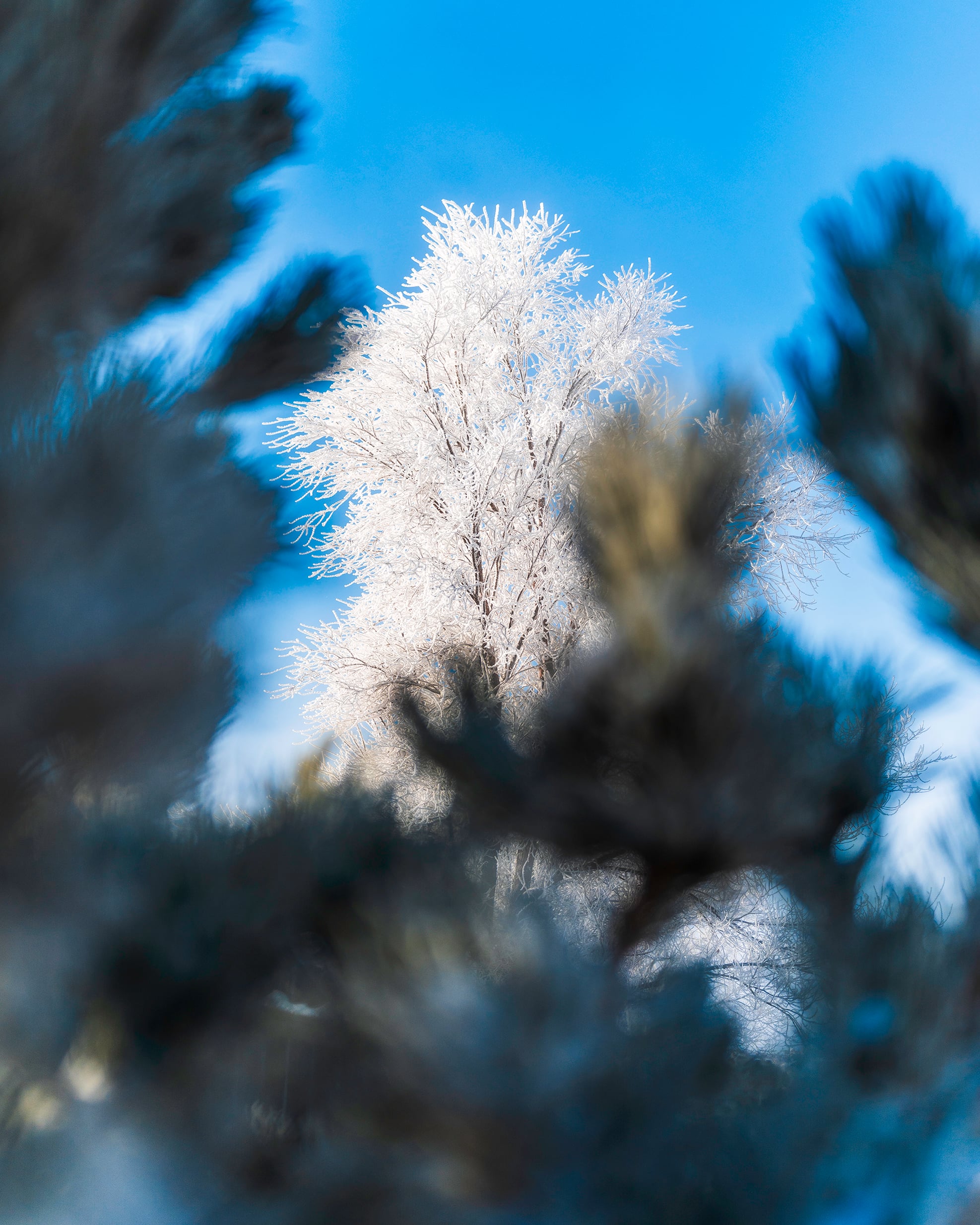 10 Tips and Tricks to Achieve Excellent Winter Photos | PetaPixel