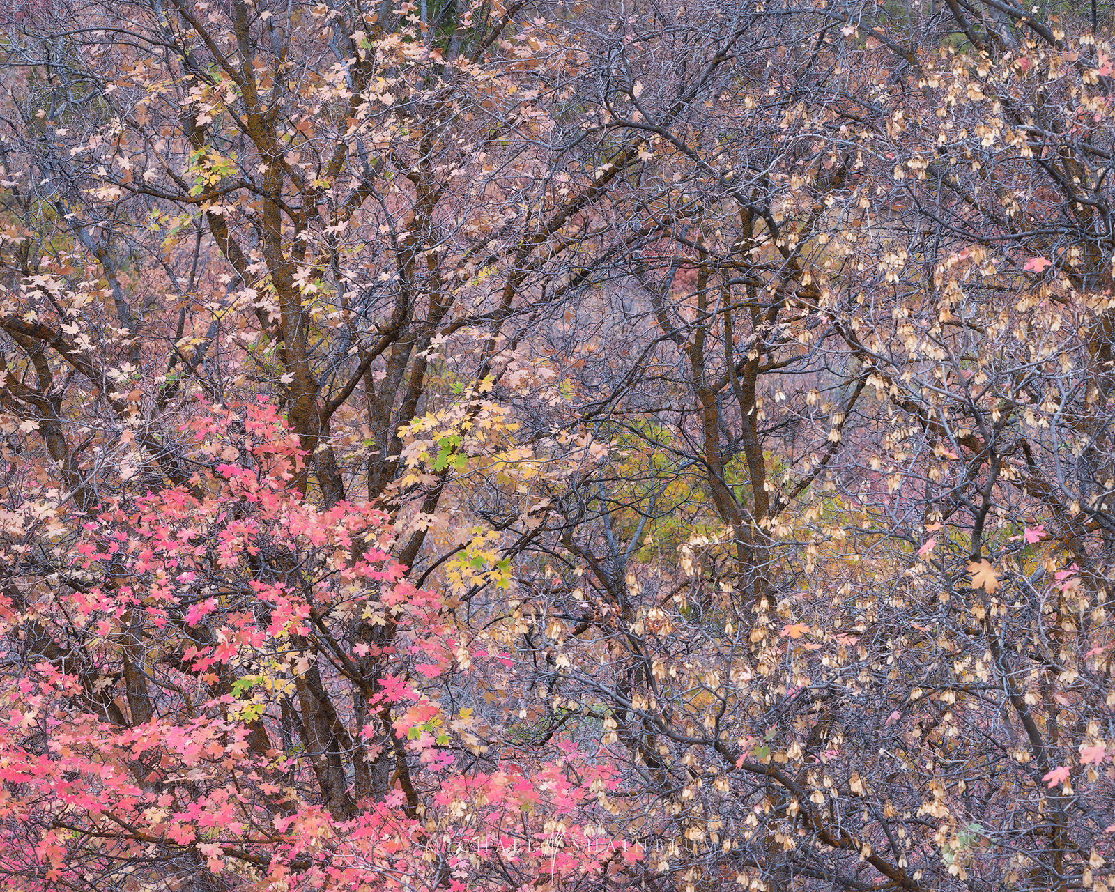 Landscape Photography Tips: How to Best Capture Trees and Forests ...