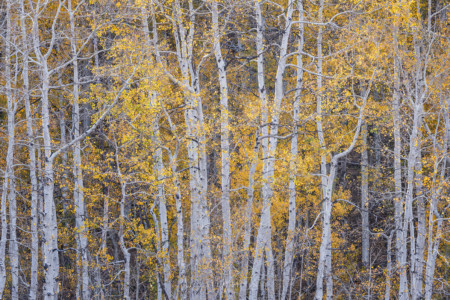 Landscape Photography Tips: How to Best Capture Trees and Forests ...