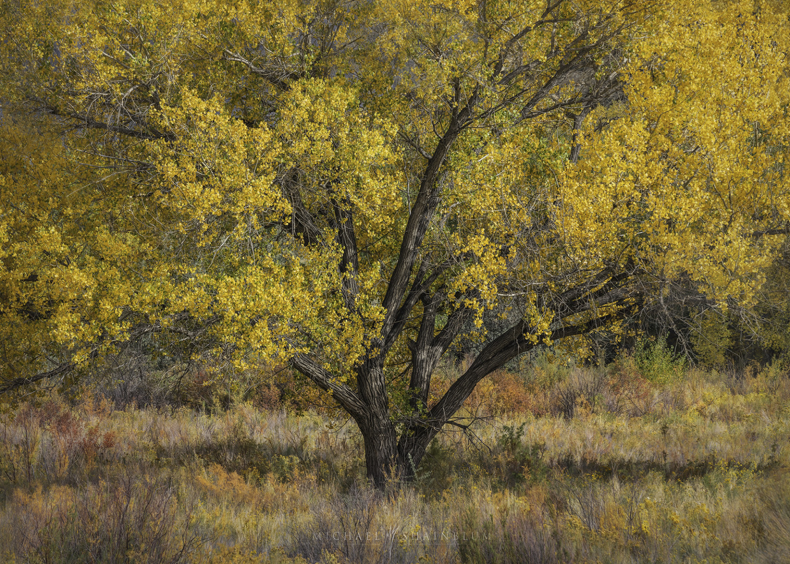 Landscape Photography Tips: How to Best Capture Trees and Forests ...