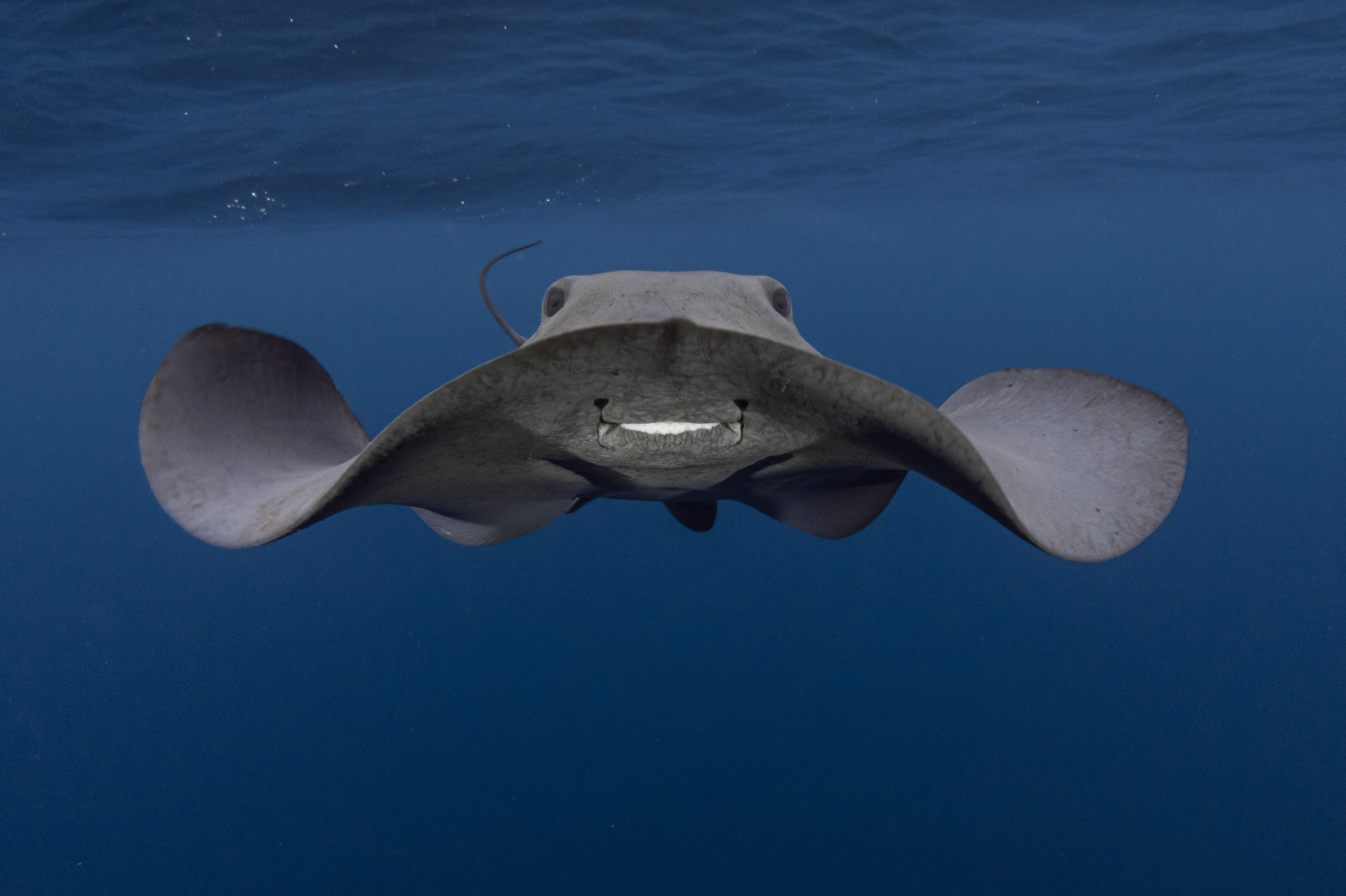 Photo of Reef Sharks Headlines Underwater Photographer of the Year 2021 ...