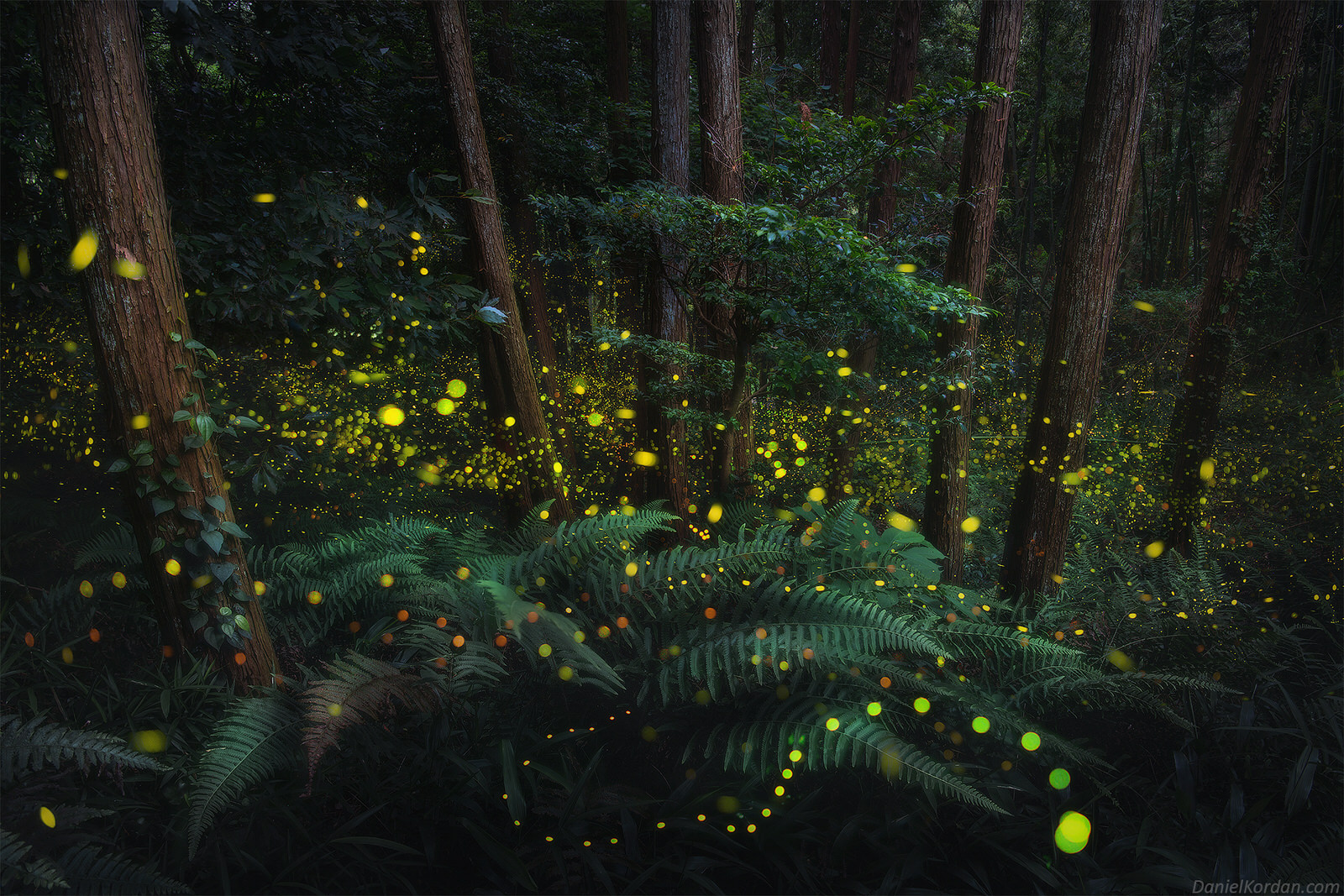 These Photos of Fireflies in Japan are Magical | PetaPixel