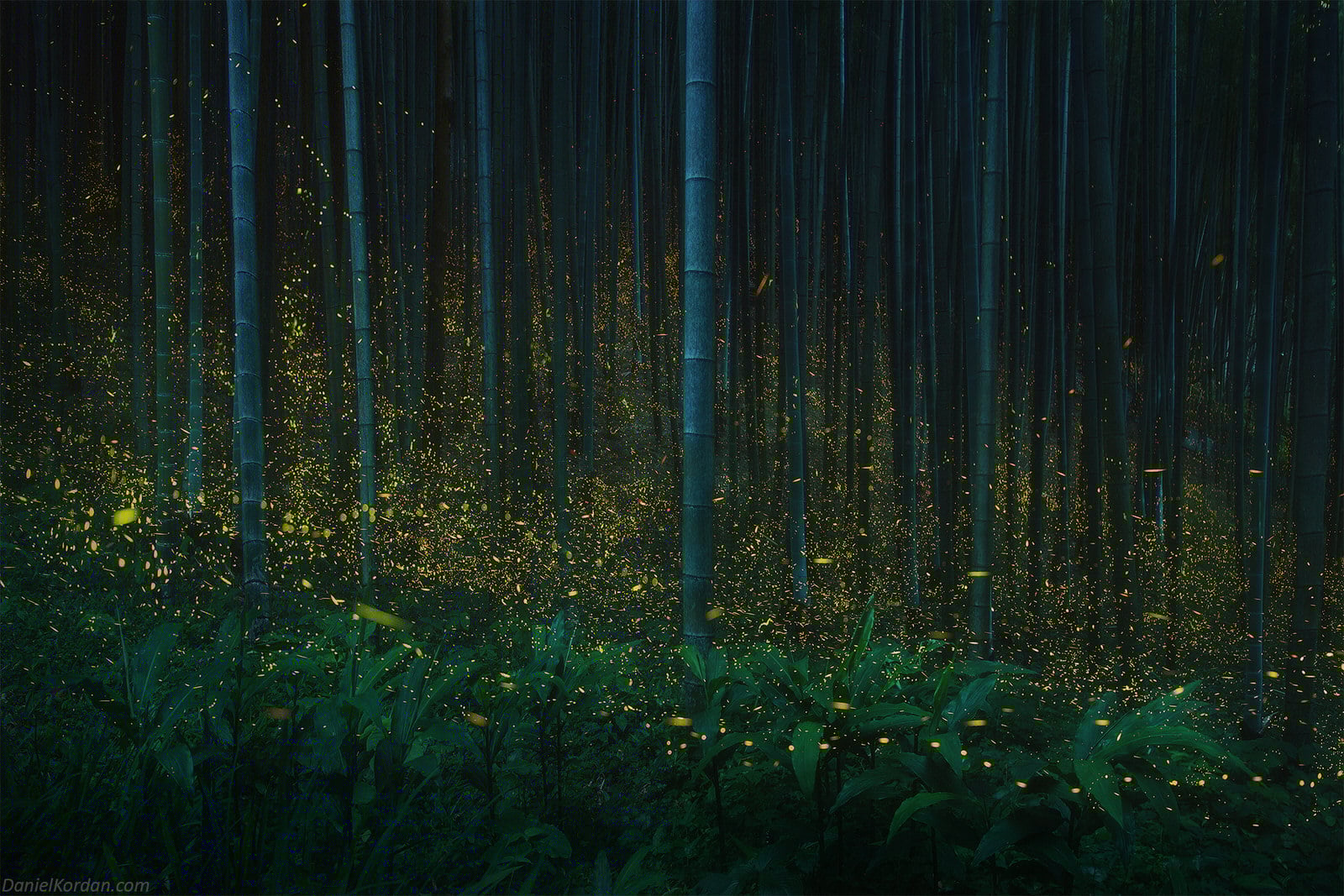These Photos of Fireflies in Japan are Magical | PetaPixel