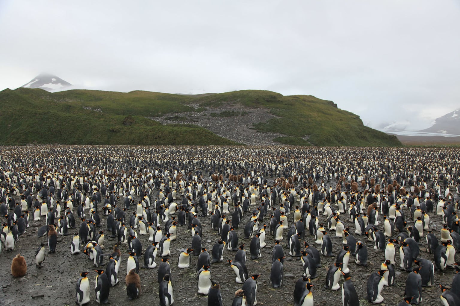 Wildlife Photographer Captures 'Never Before Seen' Yellow Penguin ...