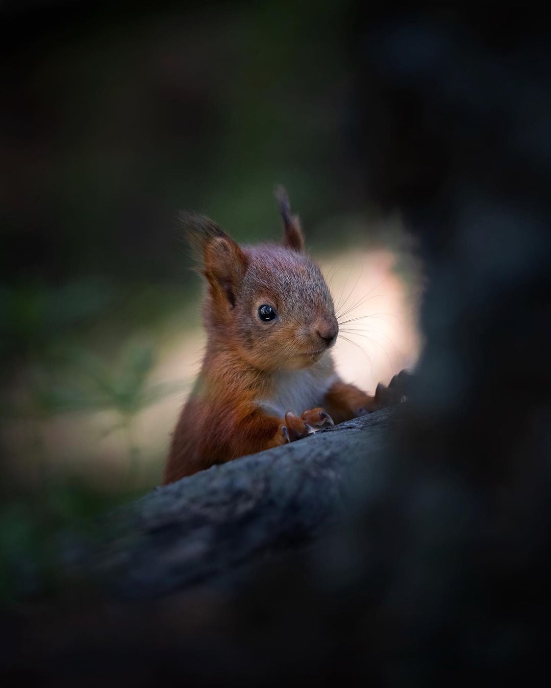 How a Wildlife Photographer Rescued Four Baby Red Squirrels | PetaPixel