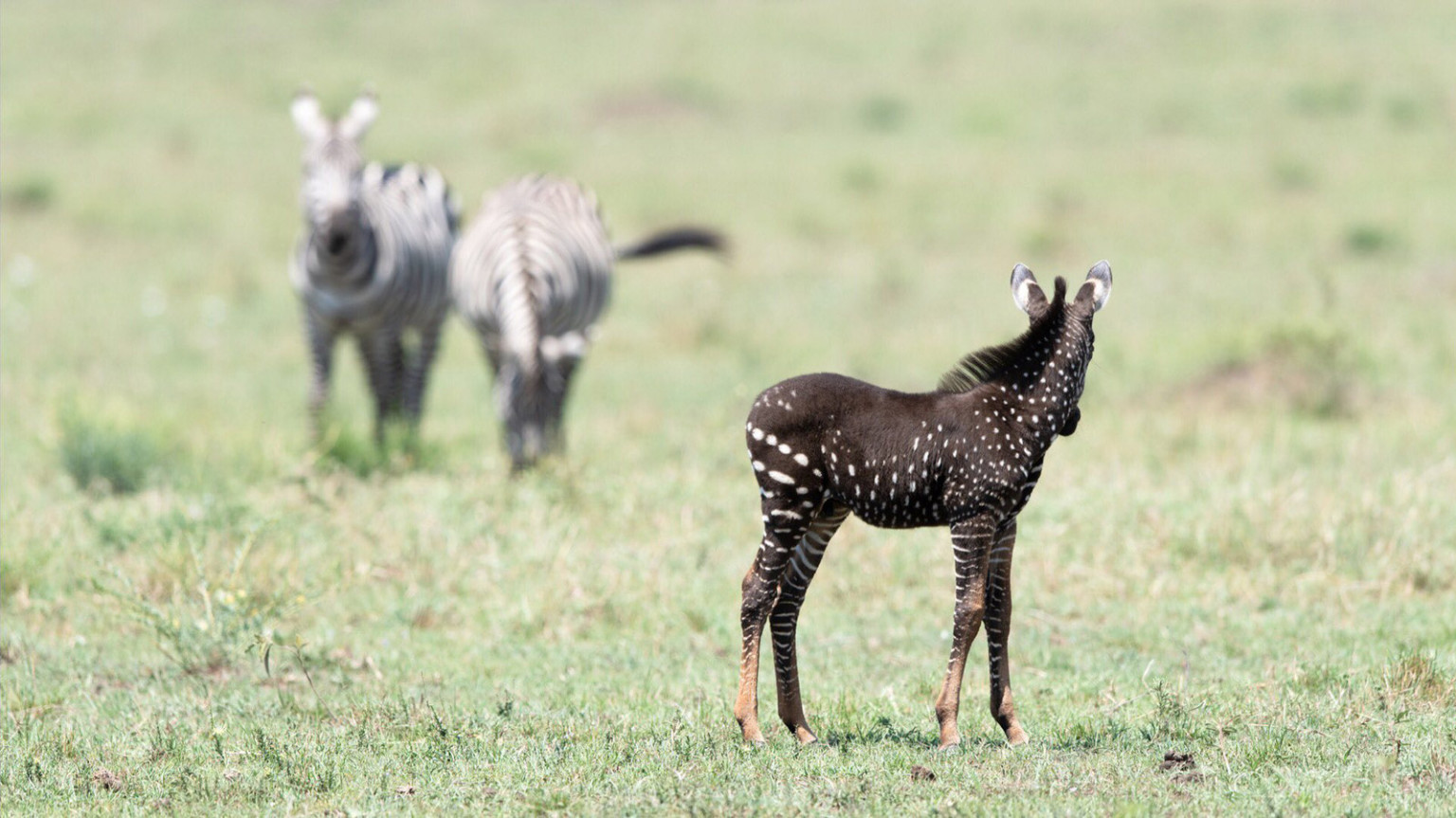 Photos of a Rare Polka-Dotted Baby Zebra Spotted in Kenya | PetaPixel