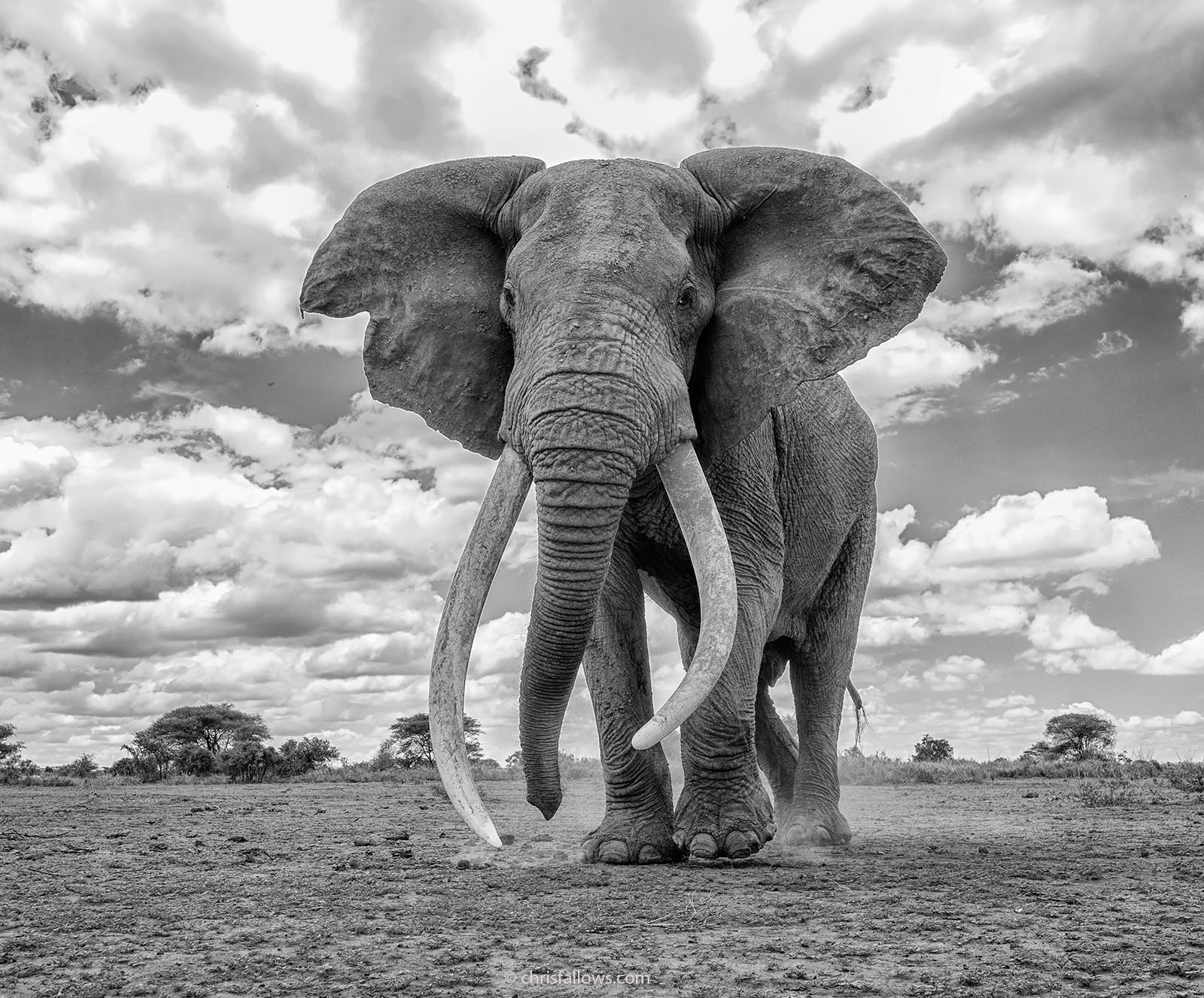 Photographer Shoots Fine Art Photos of Africa's Majestic Elephants ...