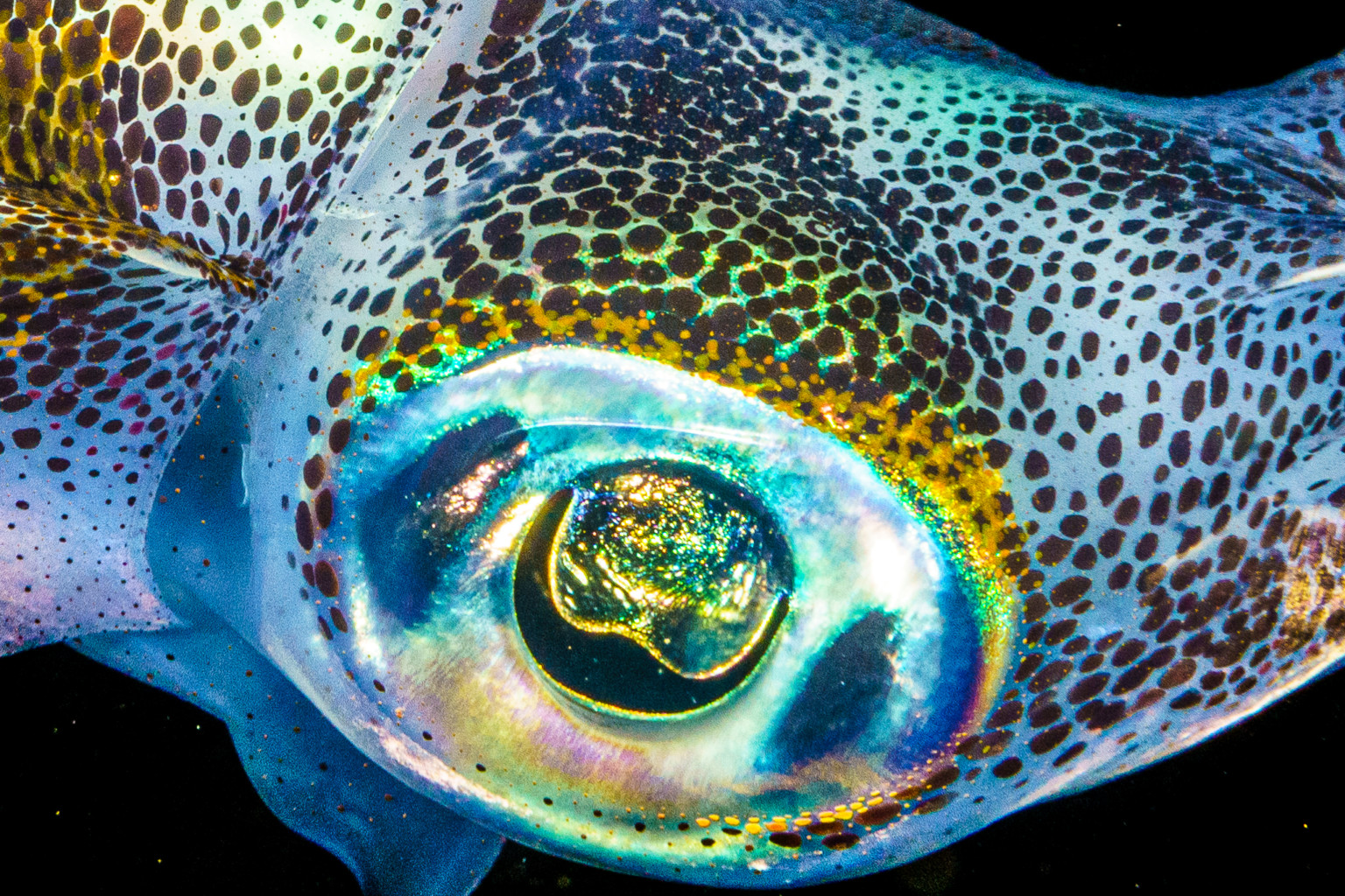 Diver Captures Beautiful Nighttime Underwater Photos and Slo-Mo Video ...