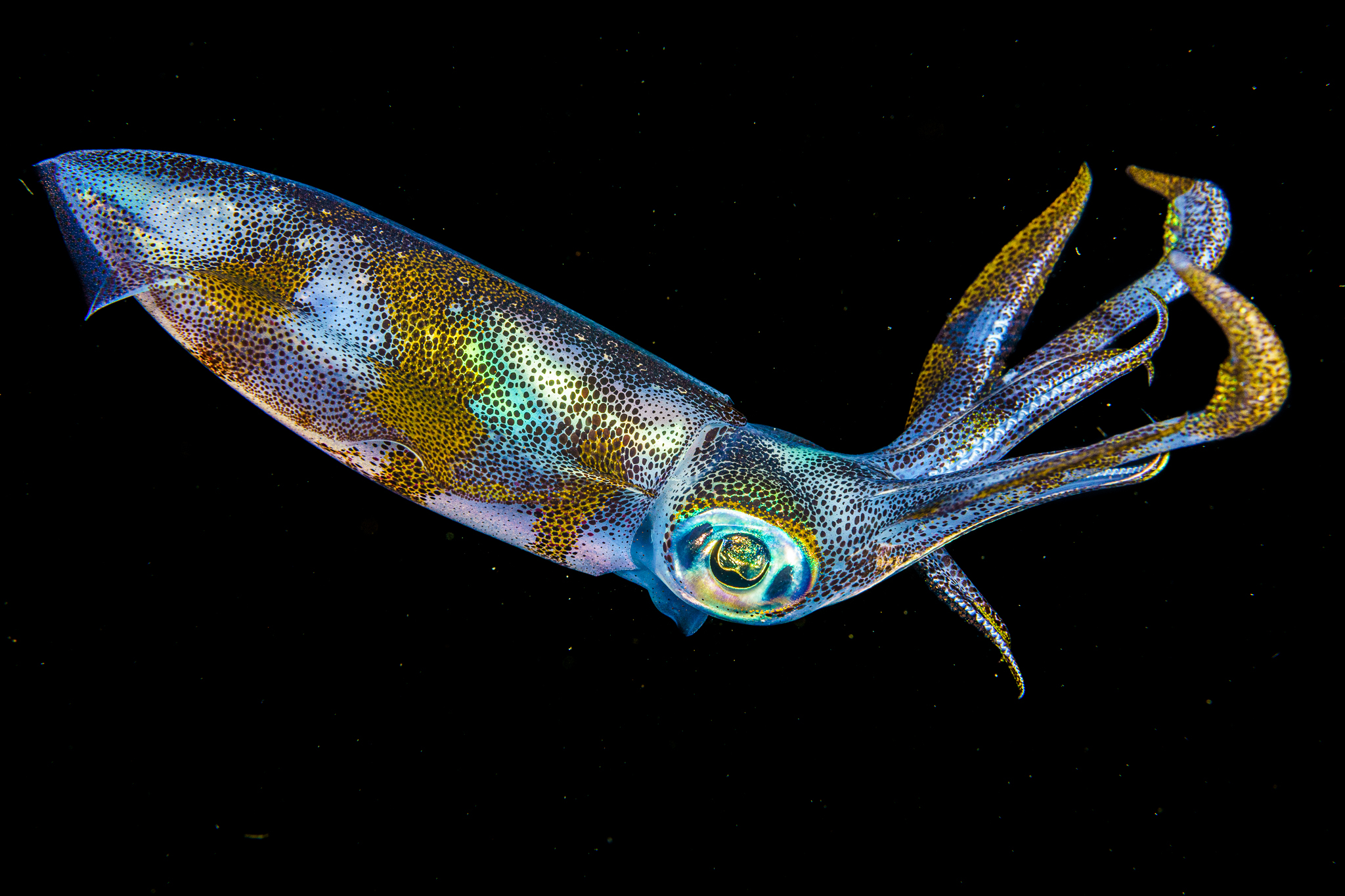 Diver Captures Beautiful Nighttime Underwater Photos and Slo-Mo Video ...
