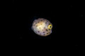 Diver Captures Beautiful Nighttime Underwater Photos and Slo-Mo Video ...