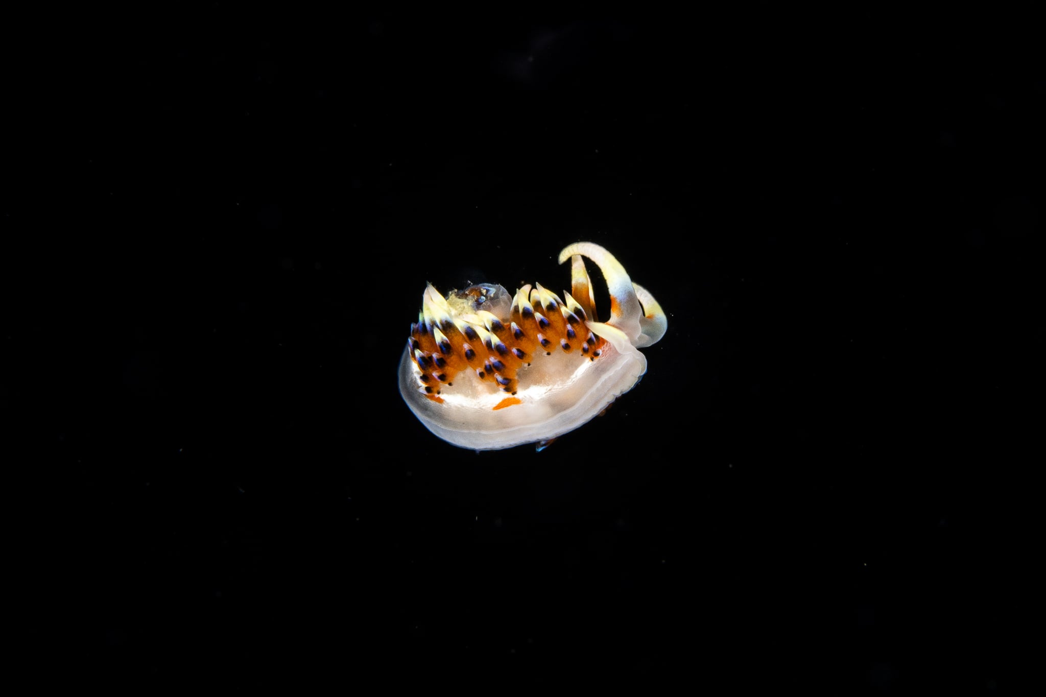 Diver Captures Beautiful Nighttime Underwater Photos and Slo-Mo Video ...