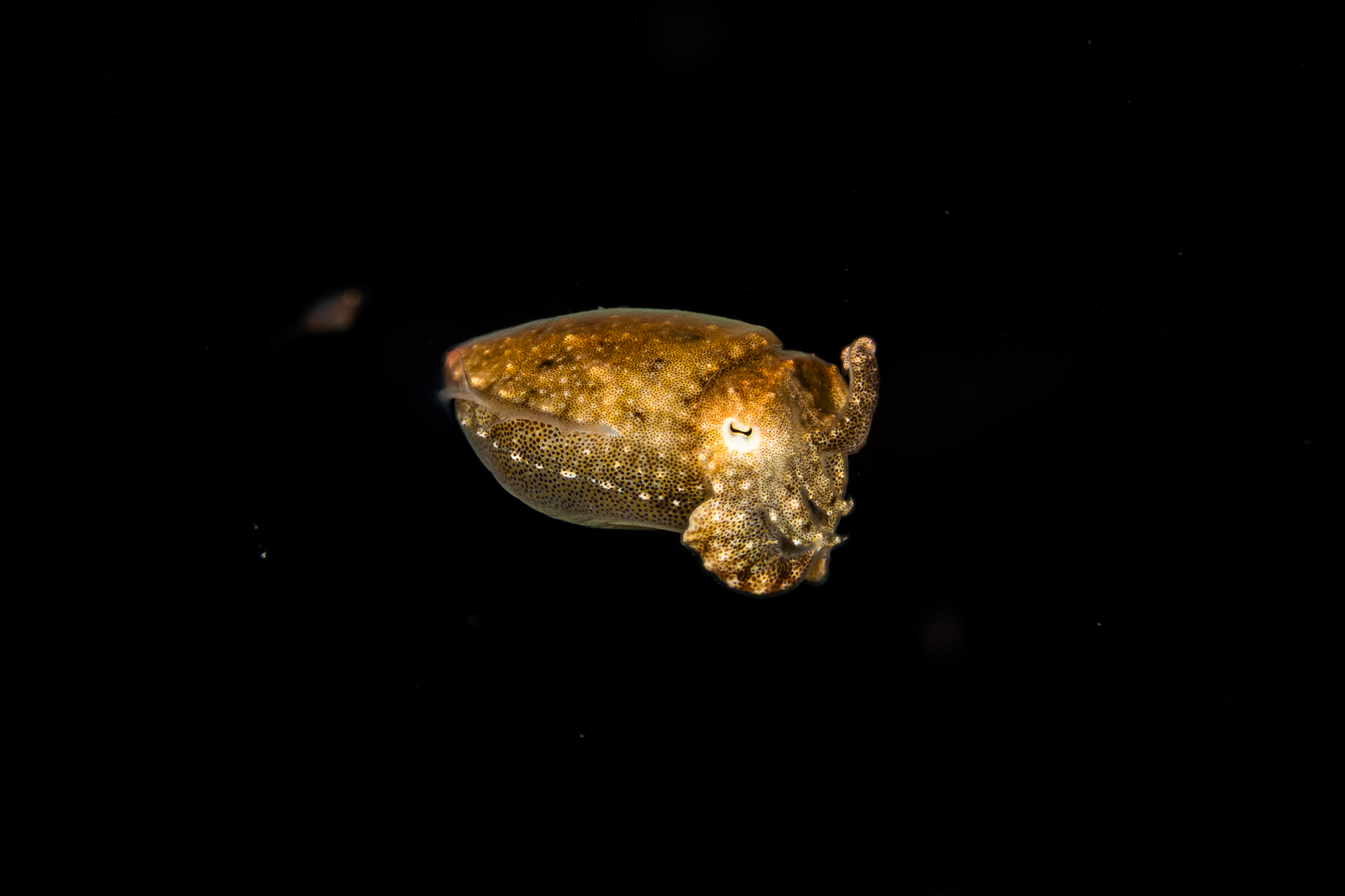 Diver Captures Beautiful Nighttime Underwater Photos and Slo-Mo Video ...