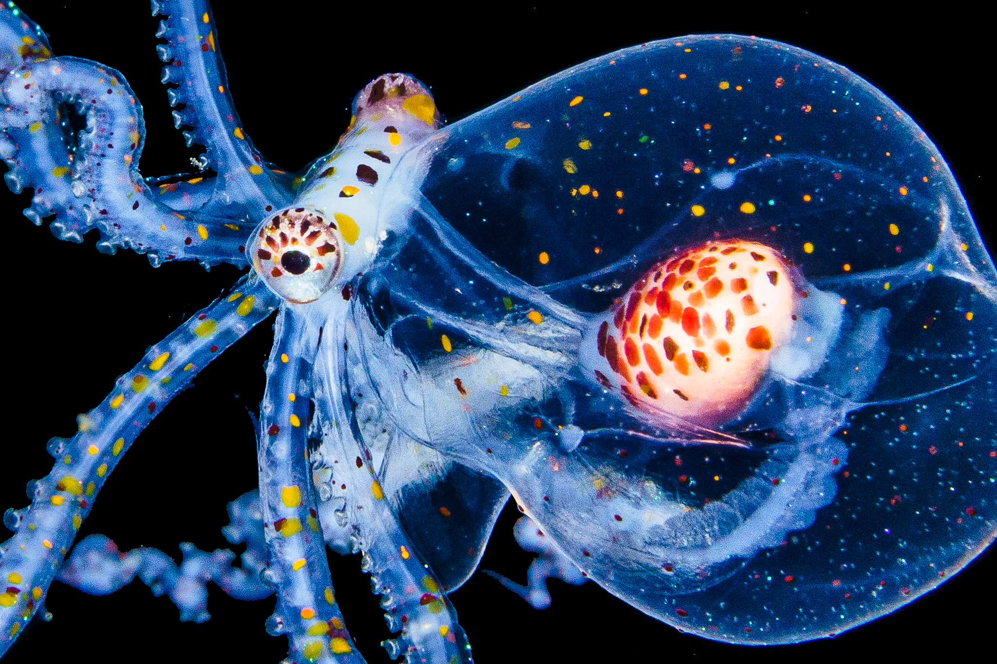 Diver Captures Beautiful Nighttime Underwater Photos and Slo-Mo Video ...