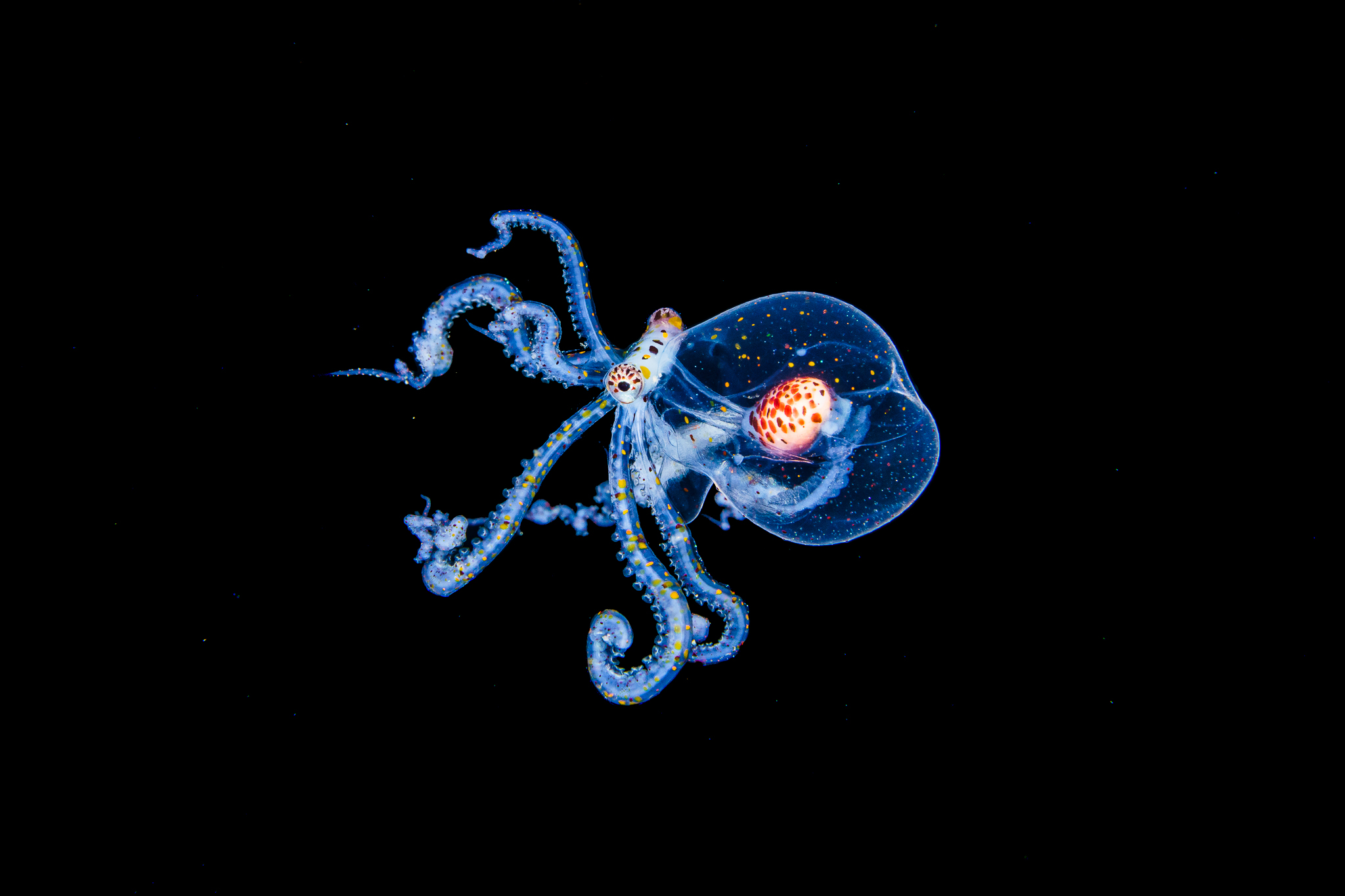 Diver Captures Beautiful Nighttime Underwater Photos and Slo-Mo Video ...
